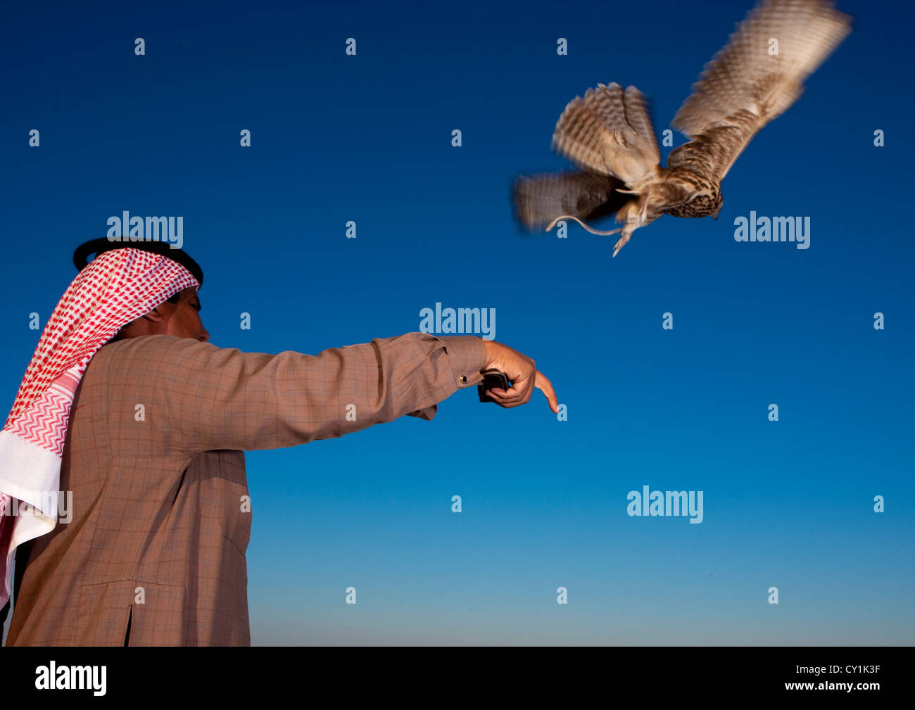 Falconry In Sakakah Area, Saudi Arabia Stock Photo - Alamy