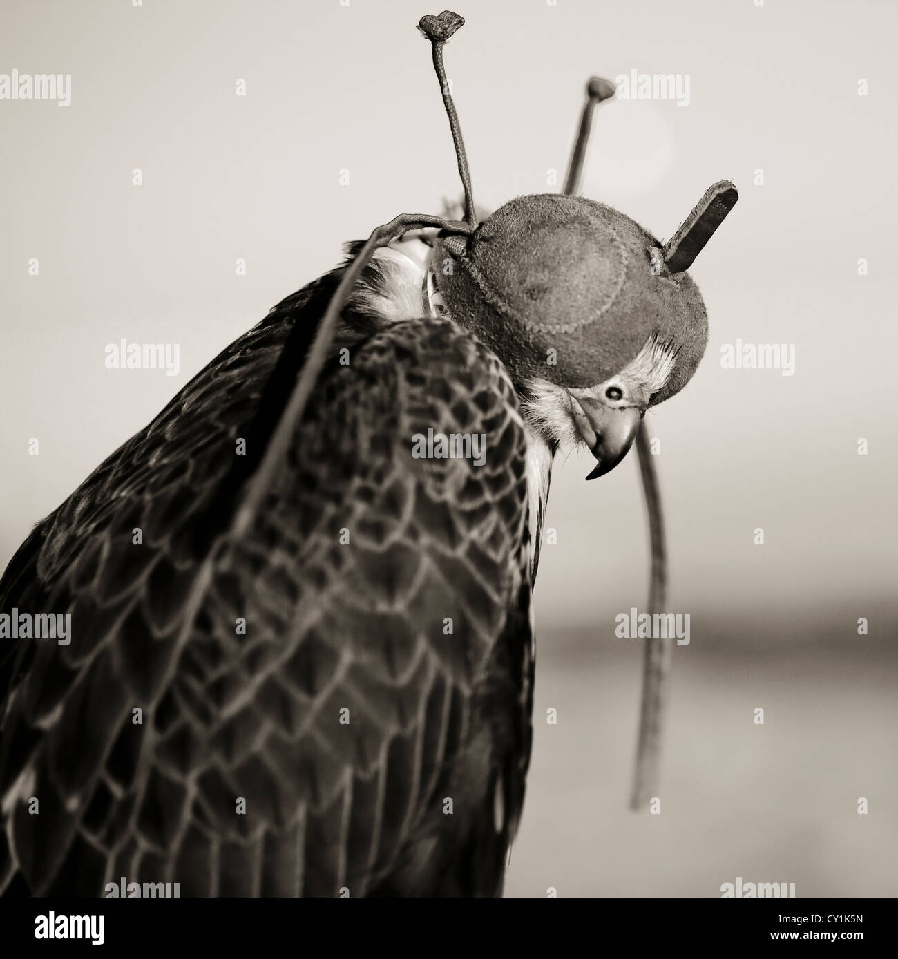 Falconry In Sakakah Area, Saudi Arabia Stock Photo - Alamy