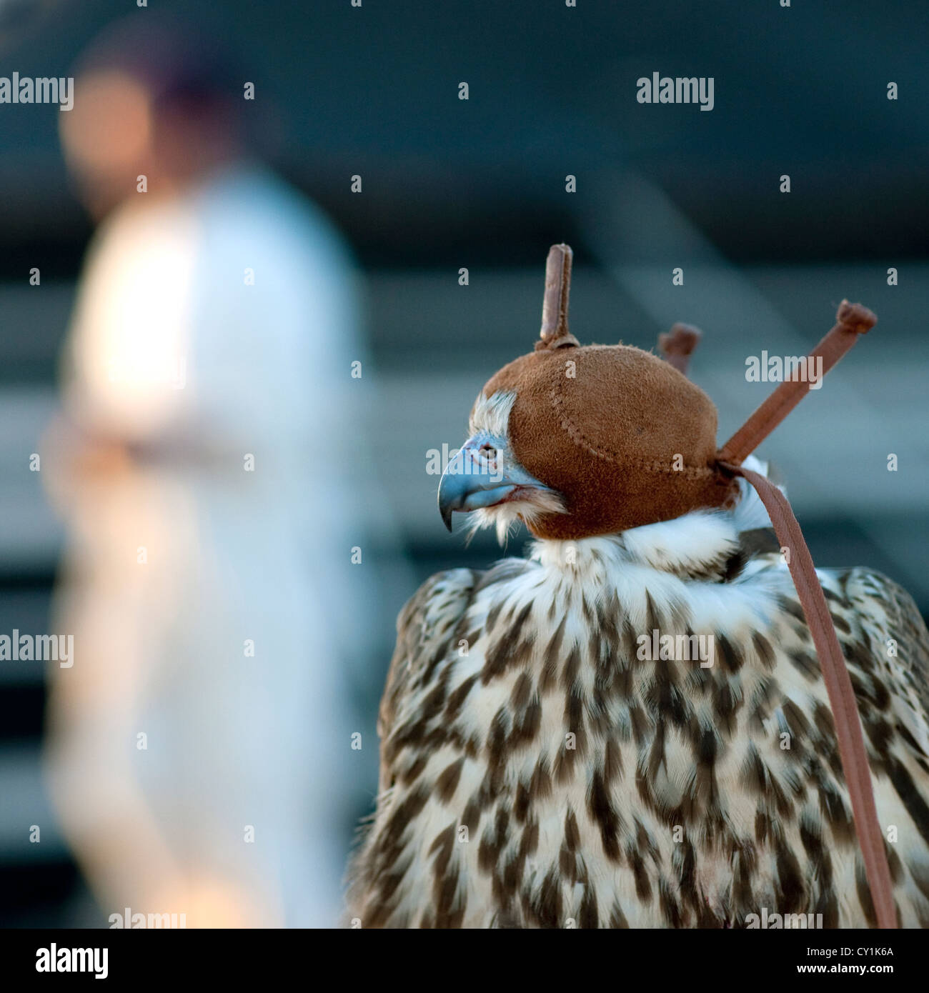 Falconry In Sakakah Area, Saudi Arabia Stock Photo - Alamy