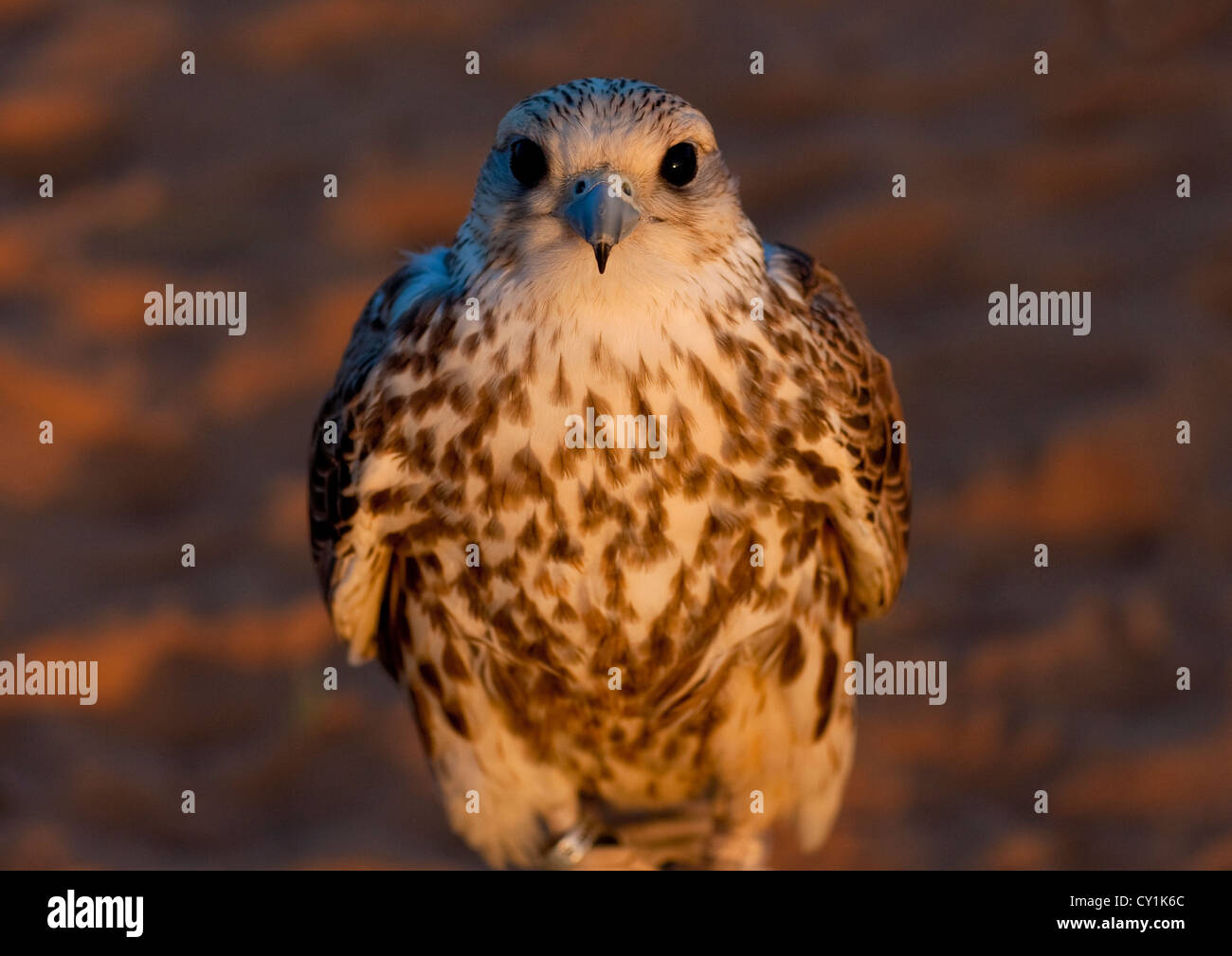 Saudi arabia desert birds hi-res stock photography and images - Alamy