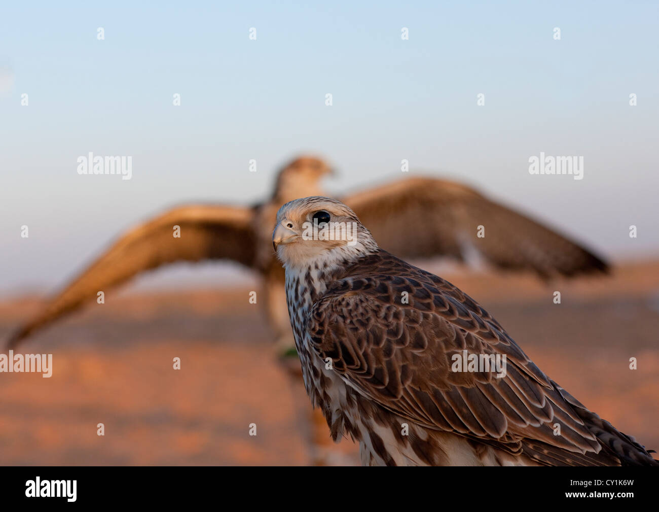 Falconry In Sakakah Area, Saudi Arabia Stock Photo - Alamy