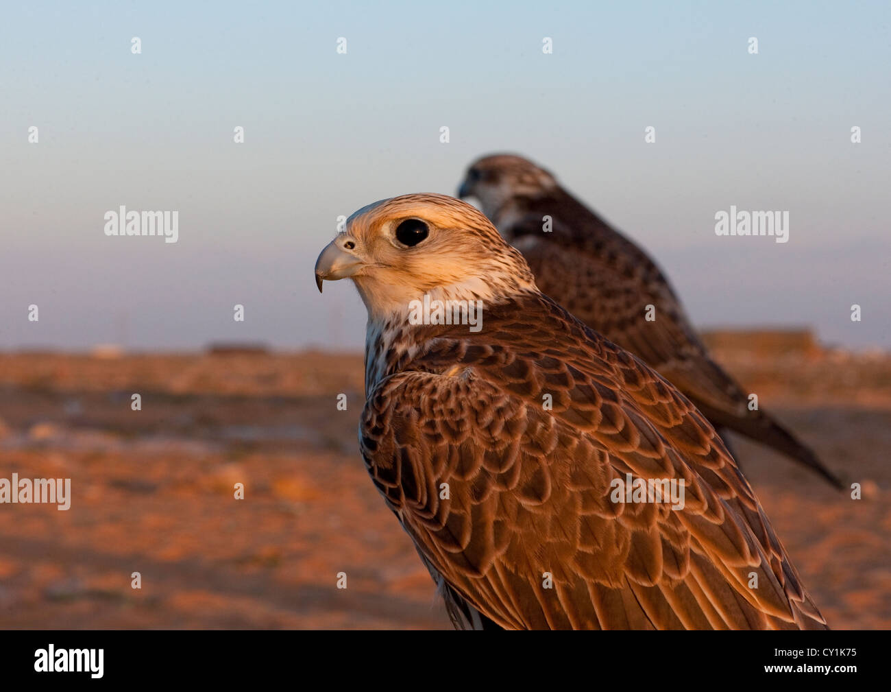 Falconry In Sakakah Area, Saudi Arabia Stock Photo - Alamy