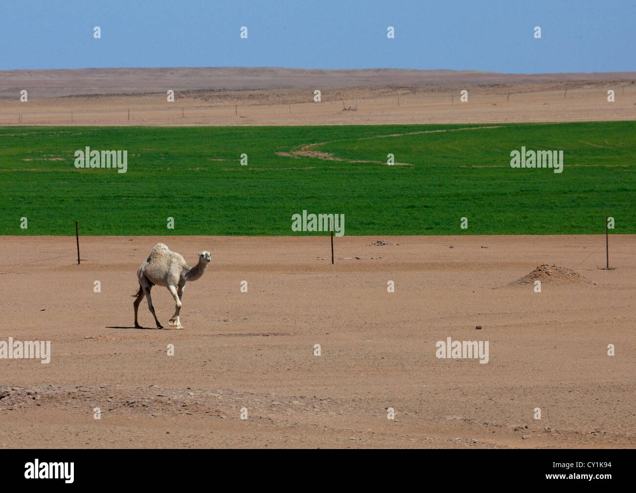 Agriculture In Desert, Sakakah Area, Saudi Arabia Stock Photo - Alamy