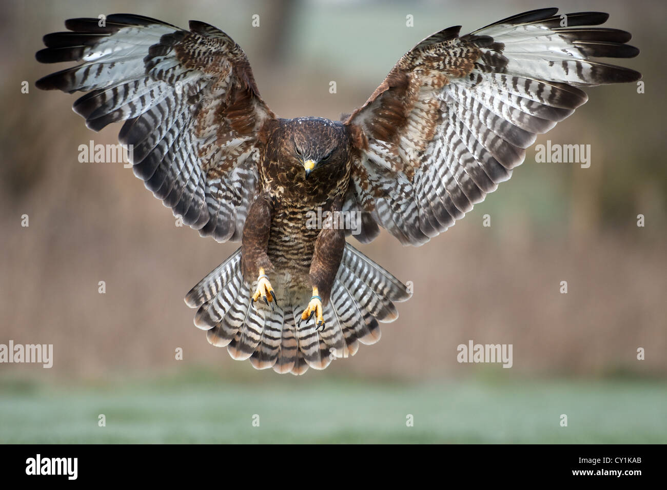 Buzzard feathers hi-res stock photography and images - Alamy
