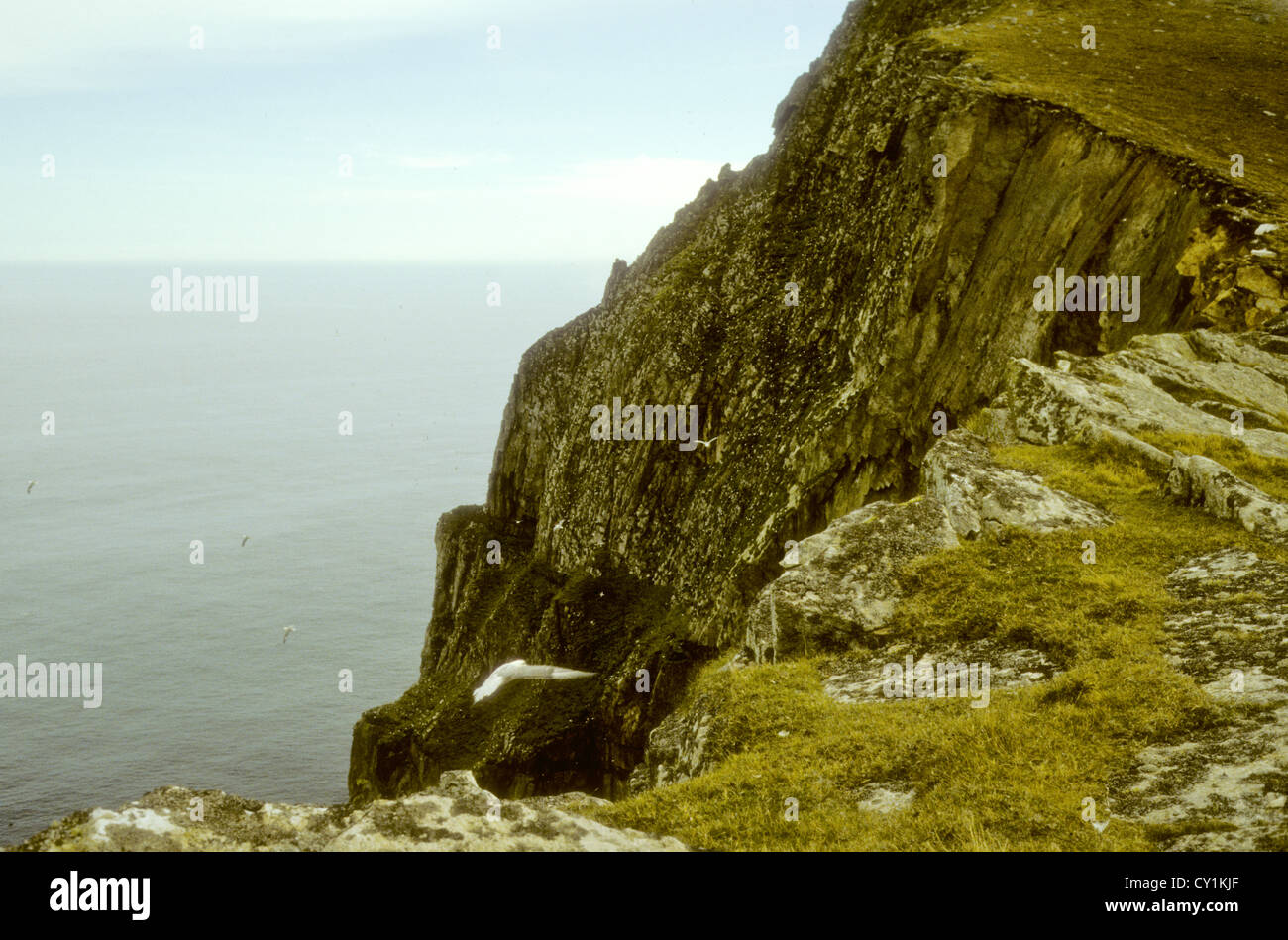 Towering Cliffs,Skies full of Sea birds,Scuba Diving,Seals,Subterranean ...