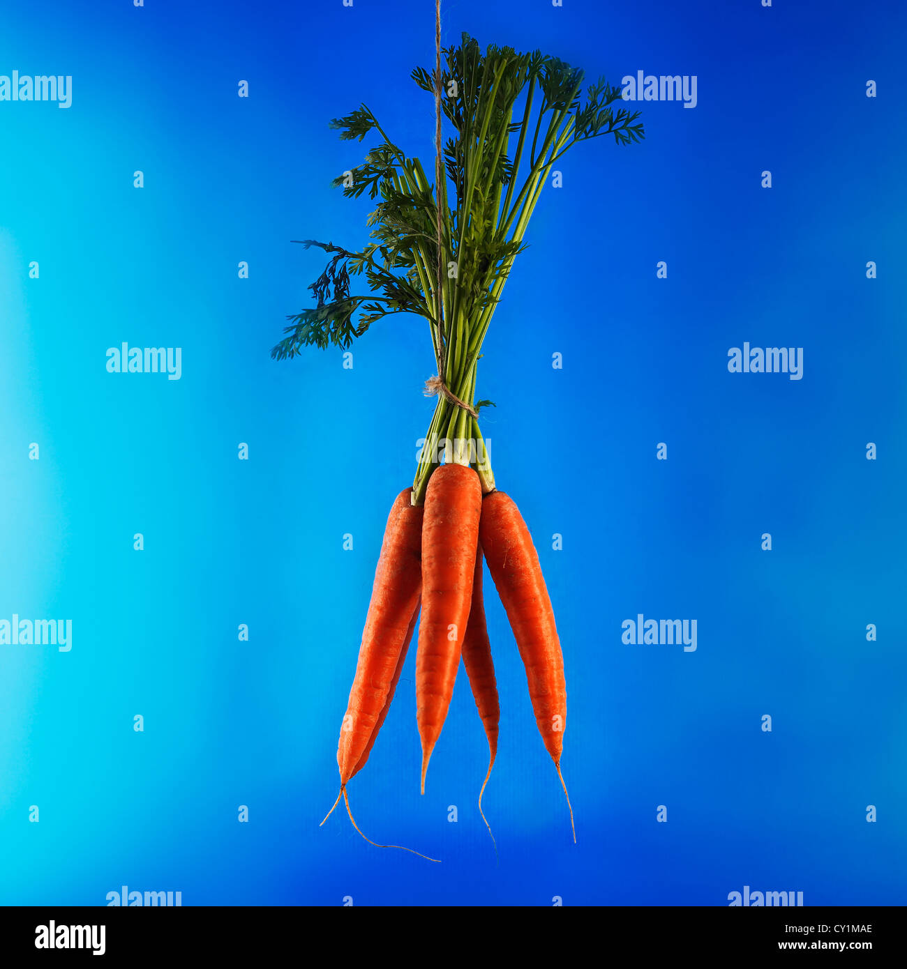 Bunch of fresh organic carrots hanging on a string with blue background ...