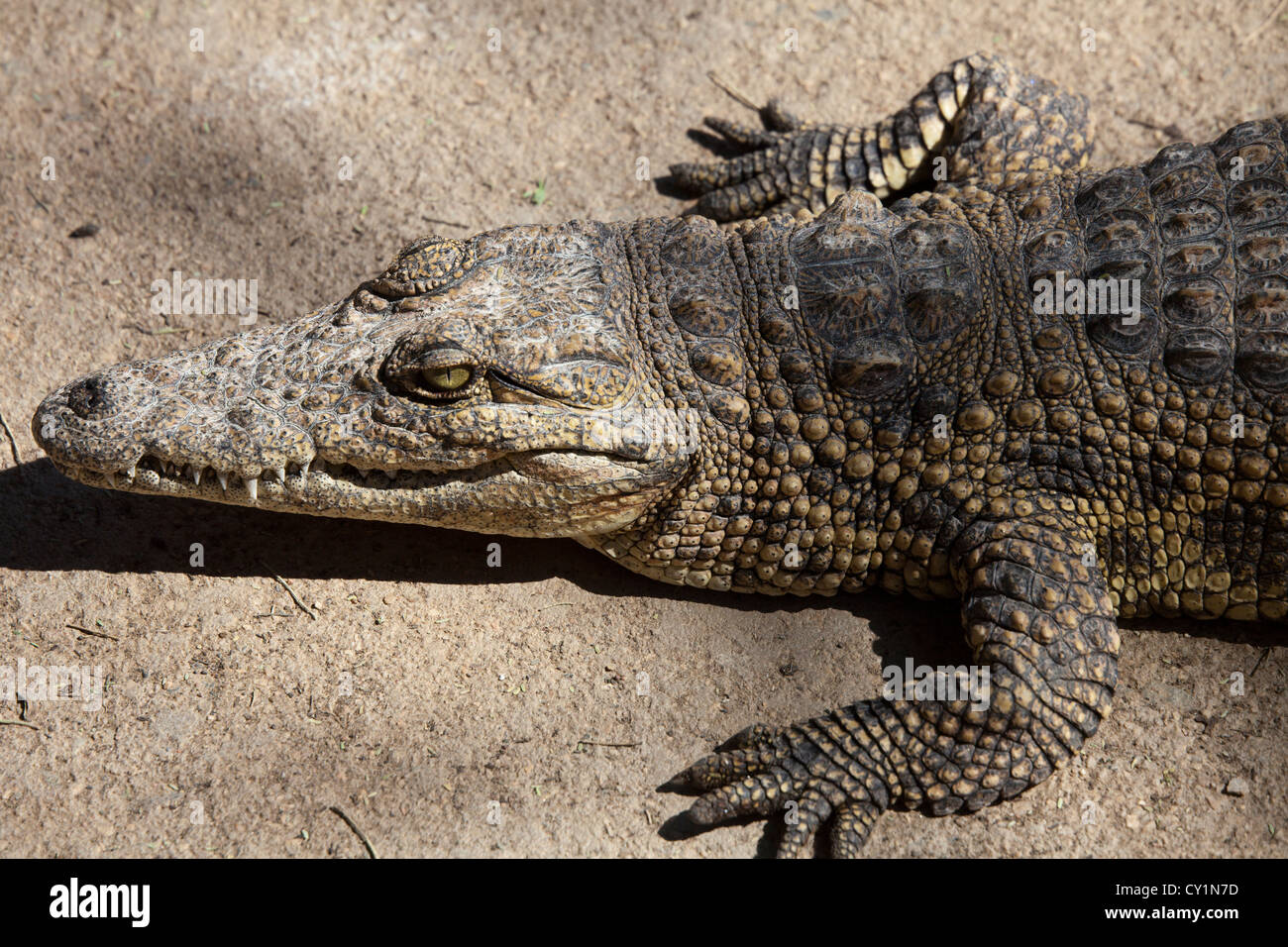 crocodil breeding farm in otjiwarongo, namibia Stock Photo - Alamy