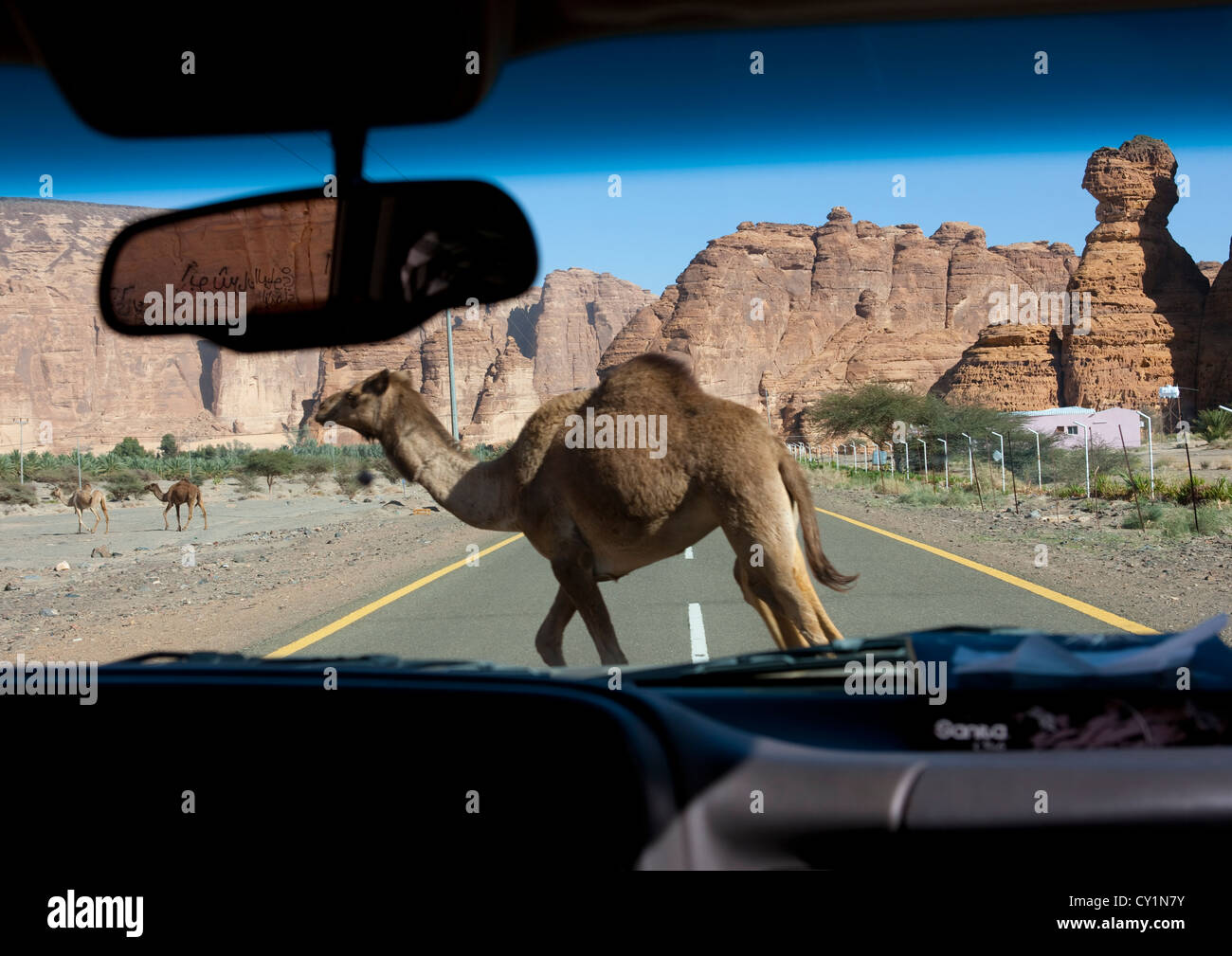 Camel On The Road, Al Ulah, Saudi Arabia Stock Photo - Alamy