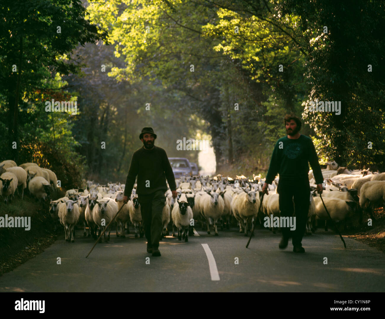 Moving sheep along road to a new pasture. Headley, Surrey, England ...