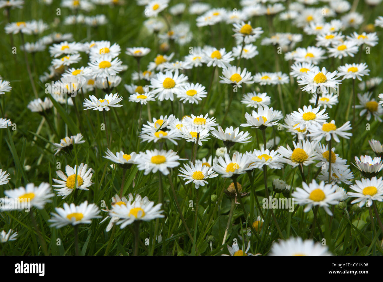 daisies in the netherlands Stock Photo - Alamy