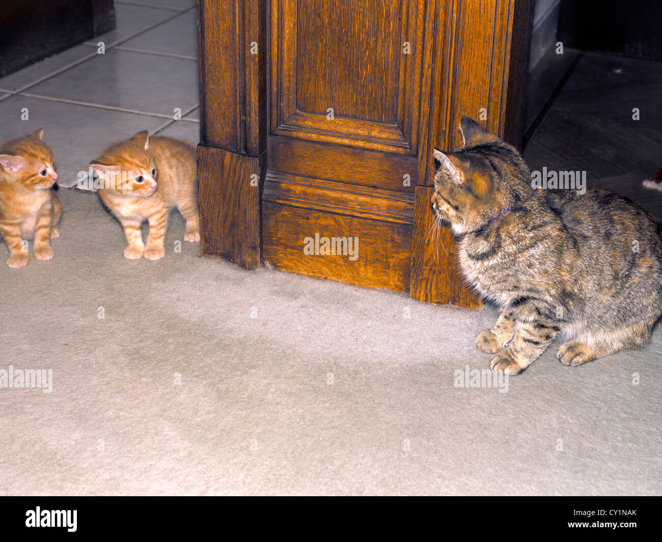 Cat Meets Kittens Stock Photo - Alamy