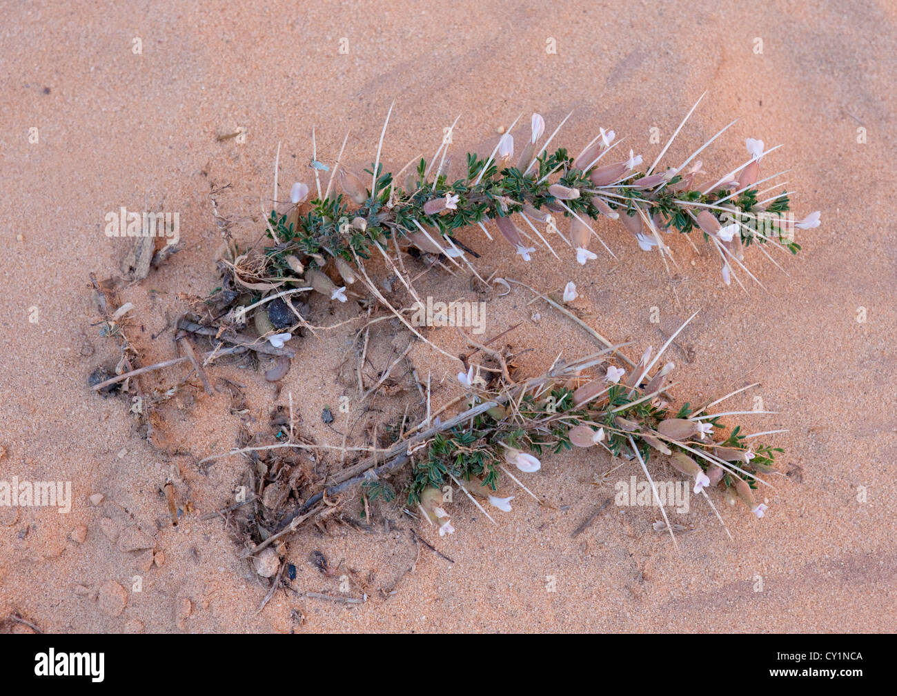 Plant In Desert, Saudi Arabia Stock Photo - Alamy