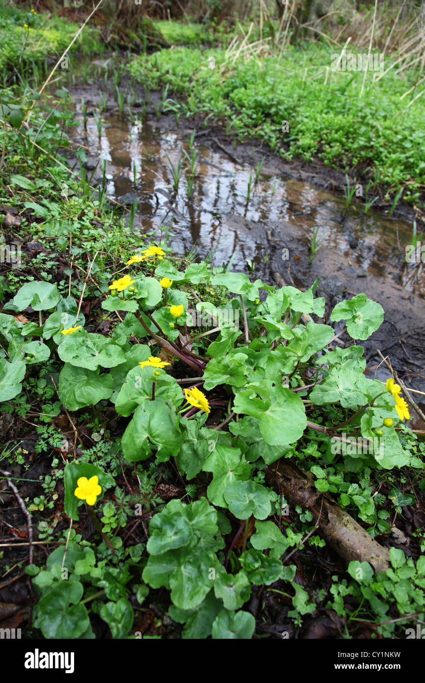 The yellow flowers of Marsh Marigolds (Caltha palustris) at Jackson's ...