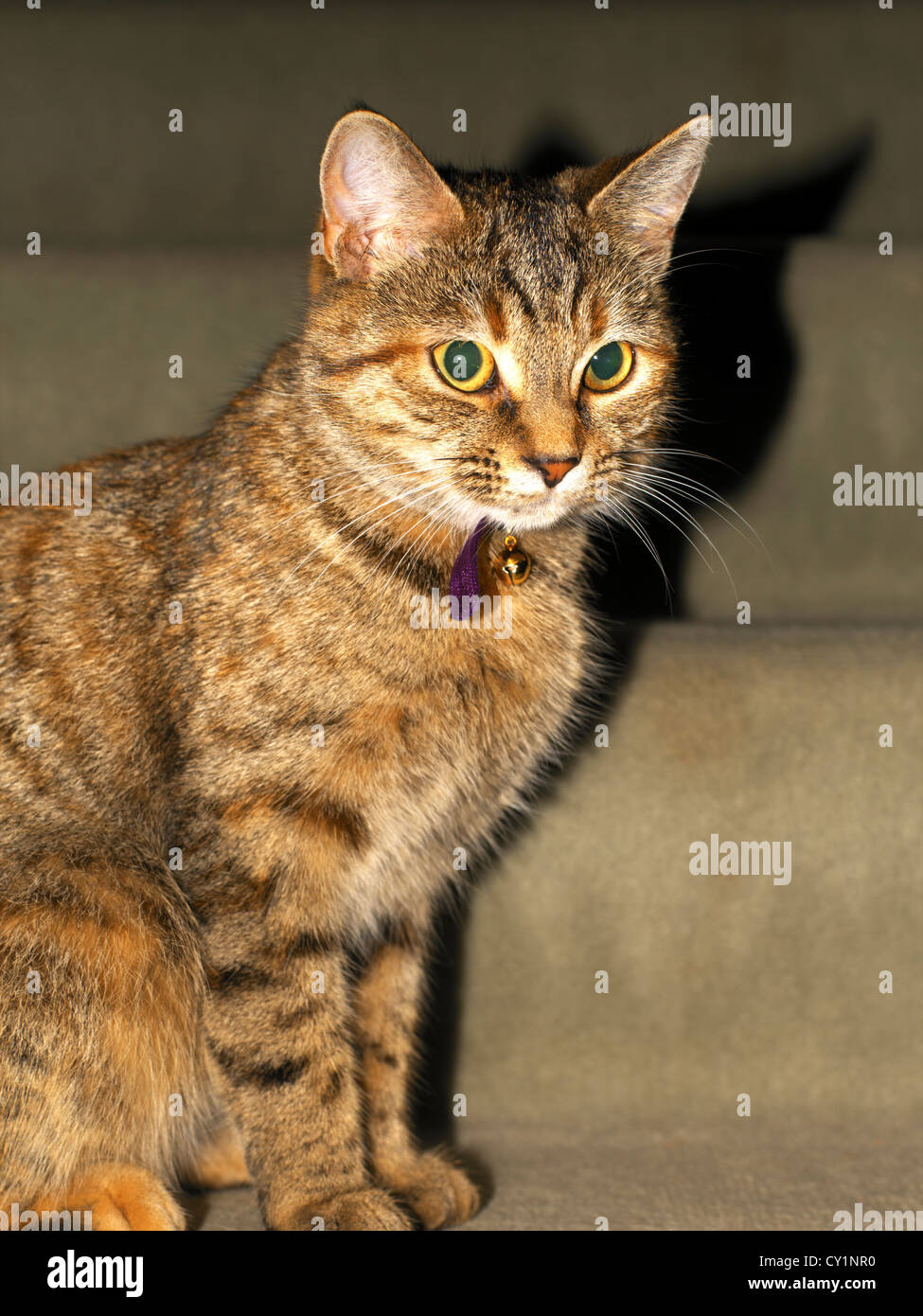 Red tabby baby cat hi-res stock photography and images - Alamy