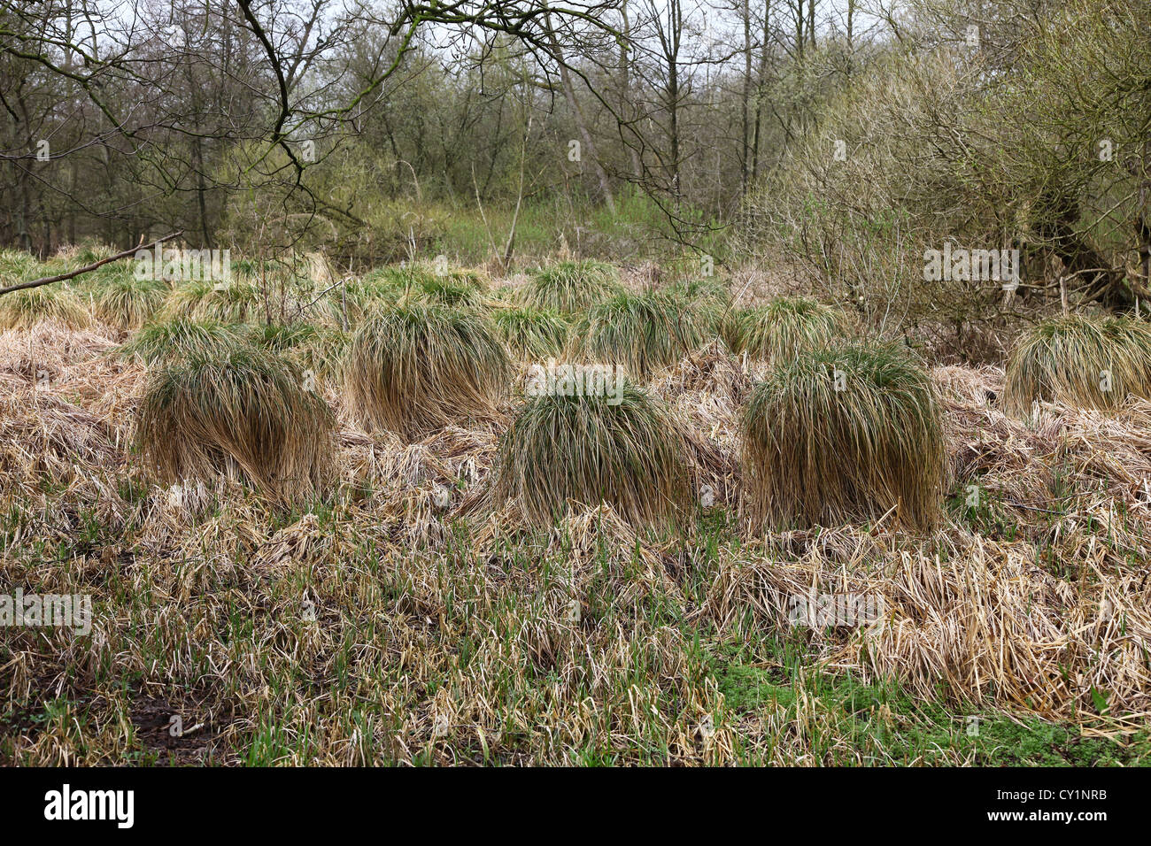 Common sedges hi-res stock photography and images - Alamy