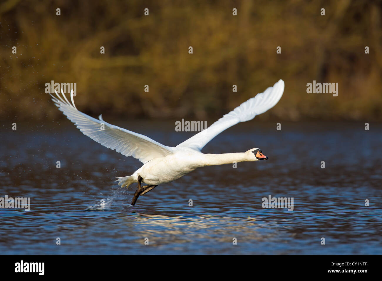 Swan Taking Off From Lake High Resolution Stock Photography and Images ...