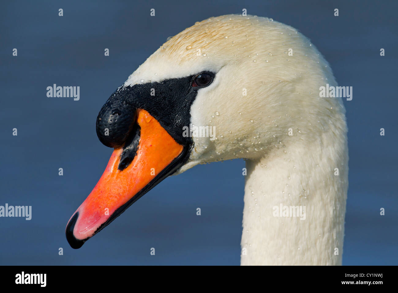 Knob swans hi-res stock photography and images - Alamy