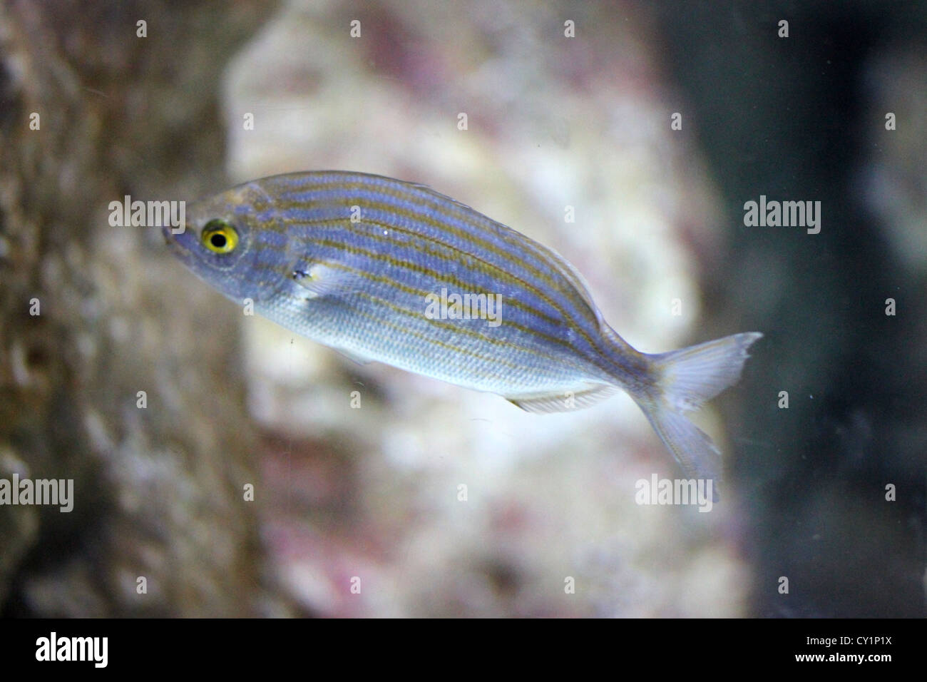 beautiful fish of the Aquarium of Milan, Italy, photoarkive Stock Photo ...