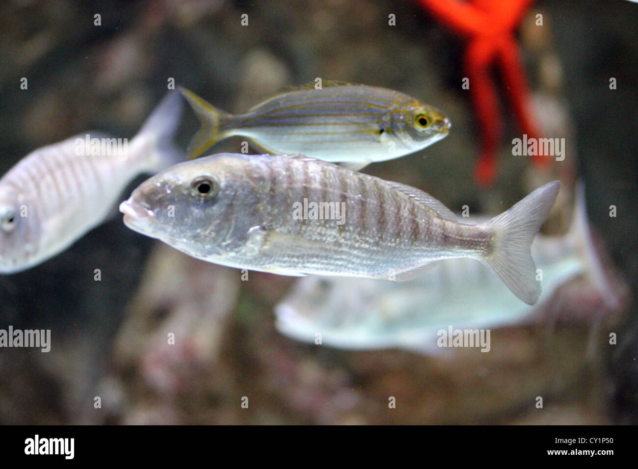 beautiful fish of the Aquarium of Milan, Italy, photoarkive Stock Photo ...
