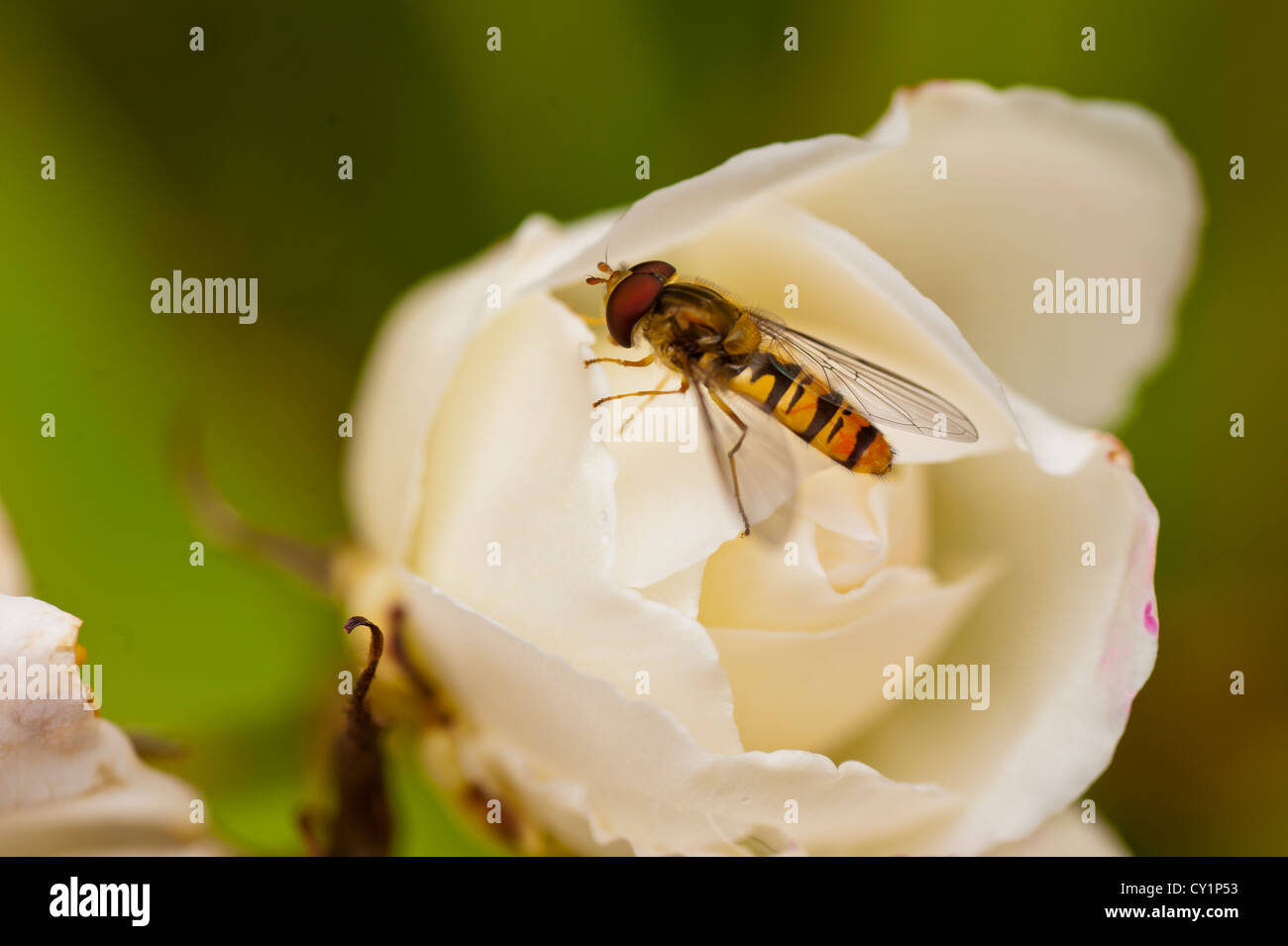 Hover Fly Bee wasp. Insect Taken at our garden Amlwch Anglesey North ...