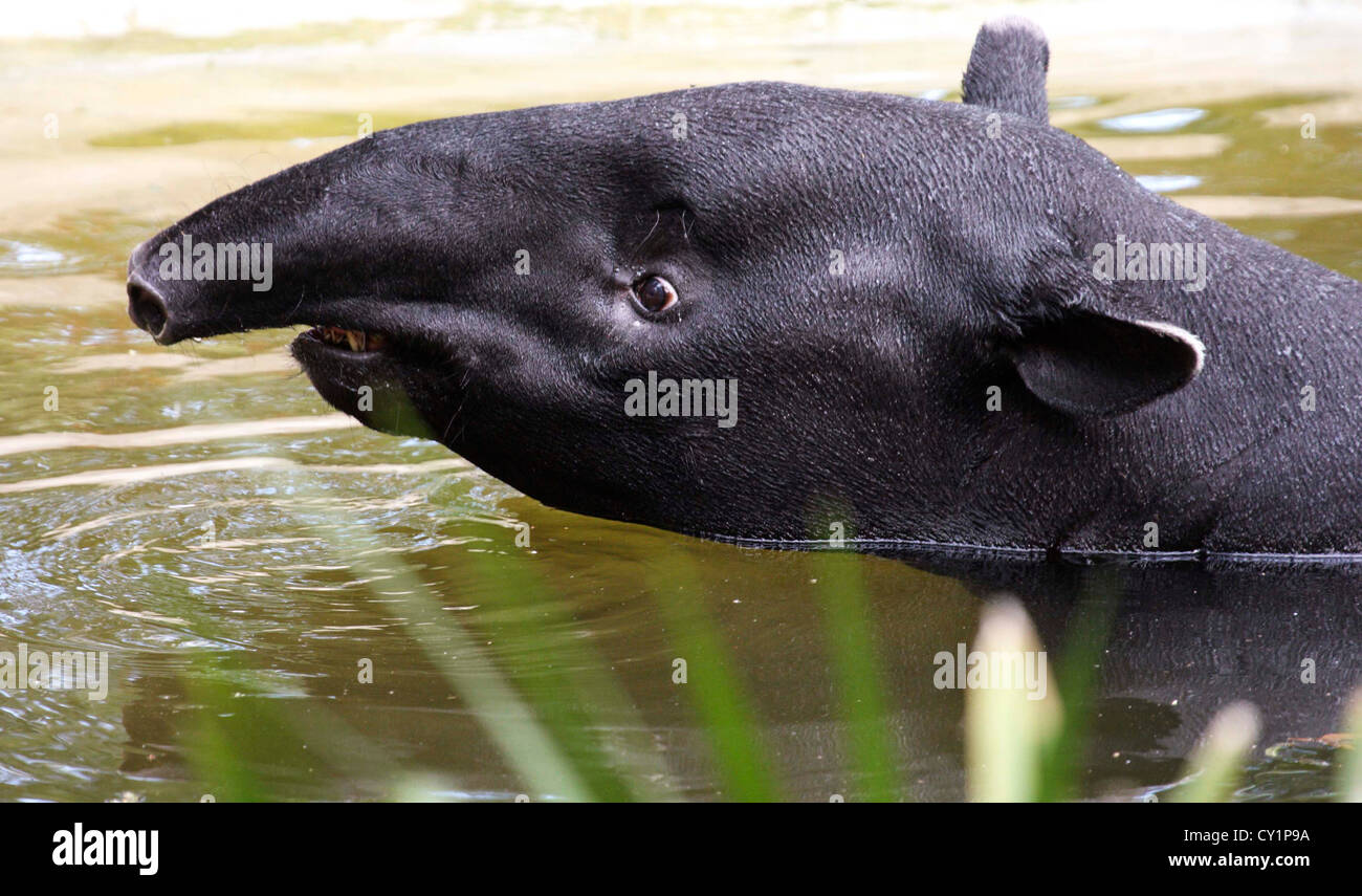 Tapir malayan hi-res stock photography and images - Alamy