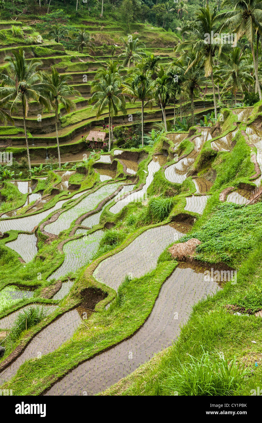 Rice terraces of tegalalang hi-res stock photography and images - Alamy