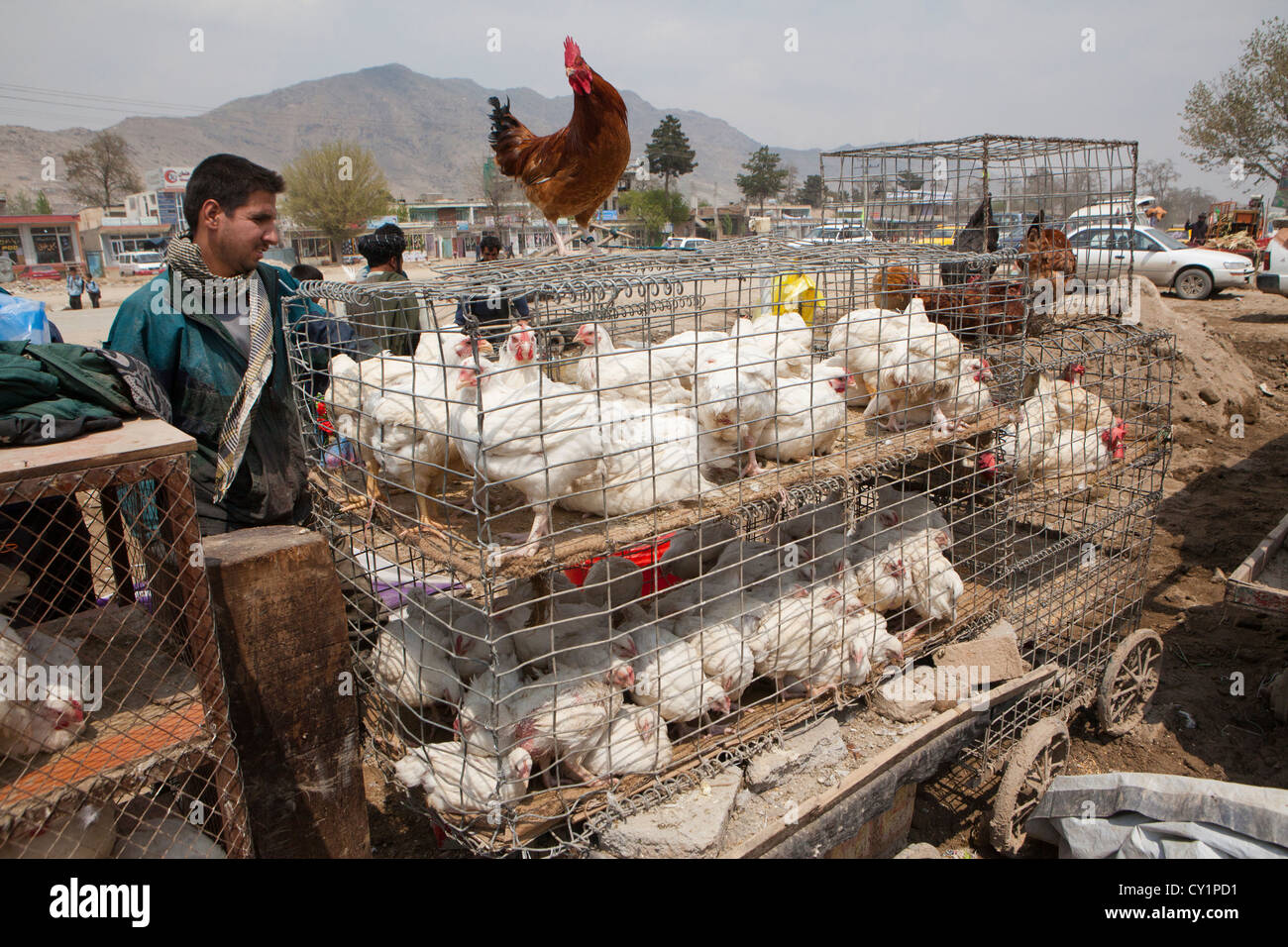 Chicken salesman hi-res stock photography and images - Alamy