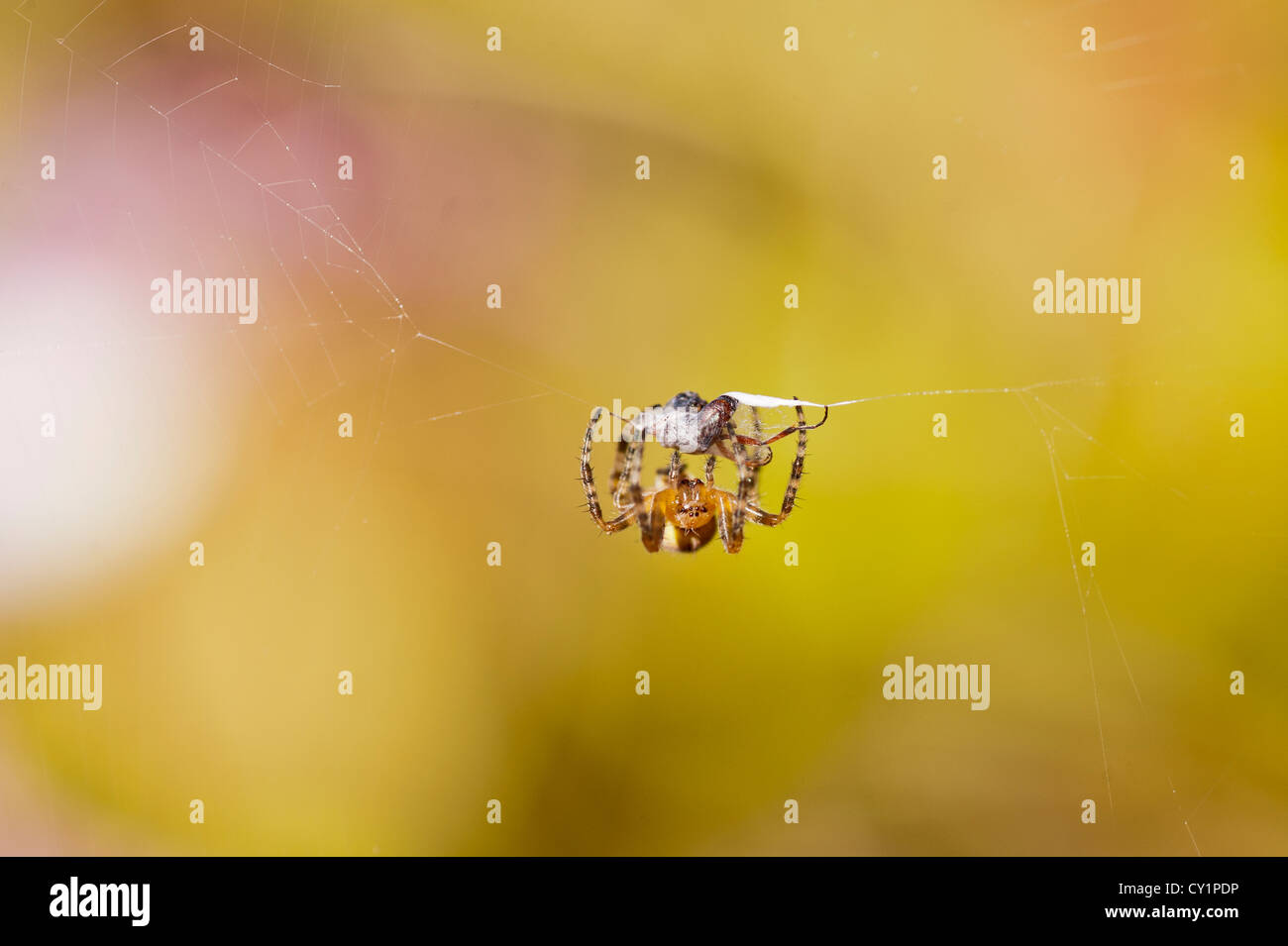 Spider. With fly in web. Taken at Amlwch Anglesey North Wales Uk Stock ...