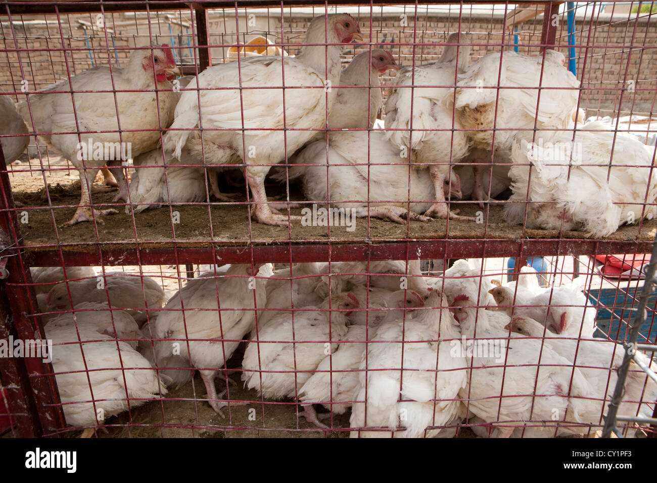 Chicken salesman hi-res stock photography and images - Alamy