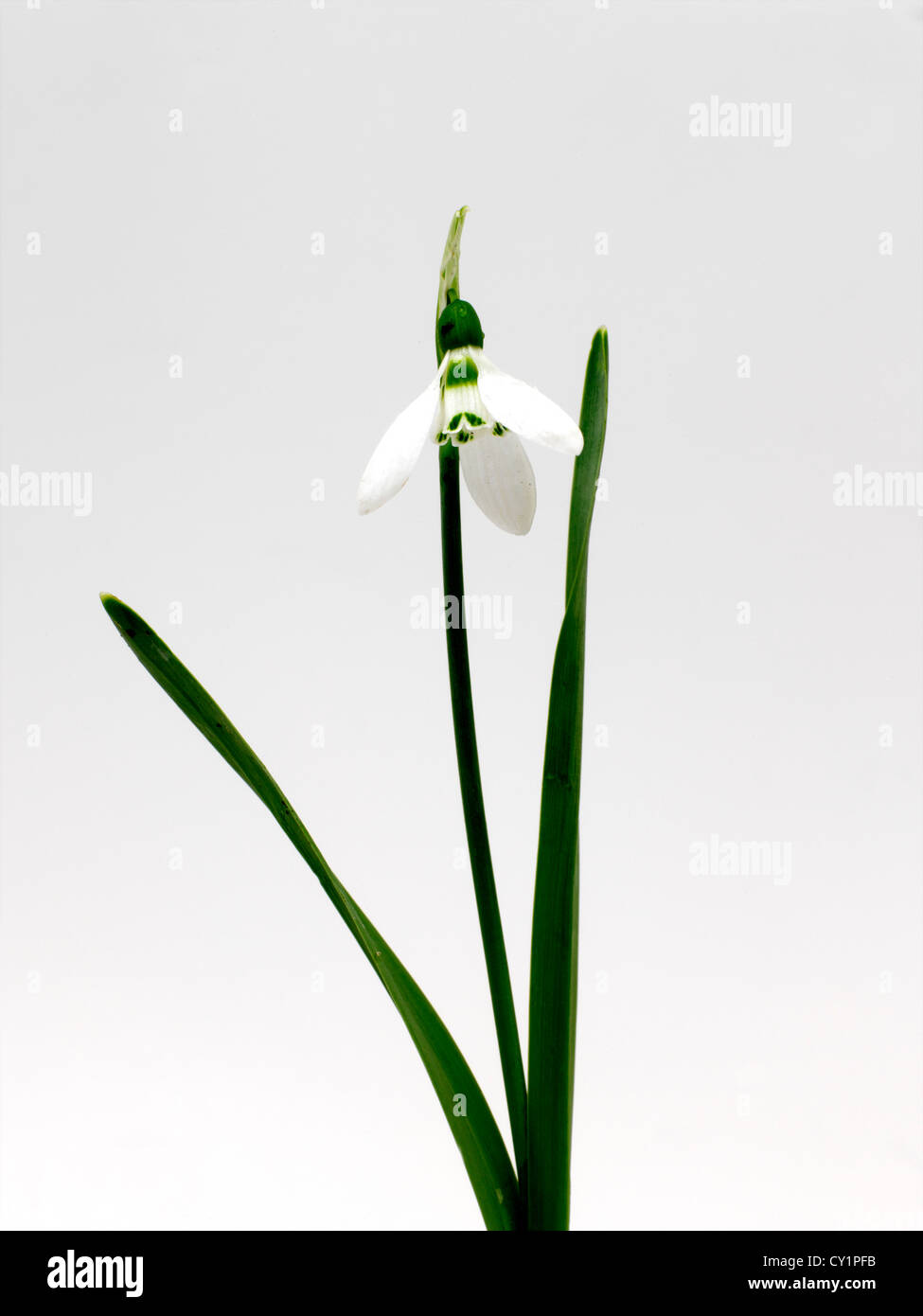 Snowdrop Cut Out Stock Photo - Alamy