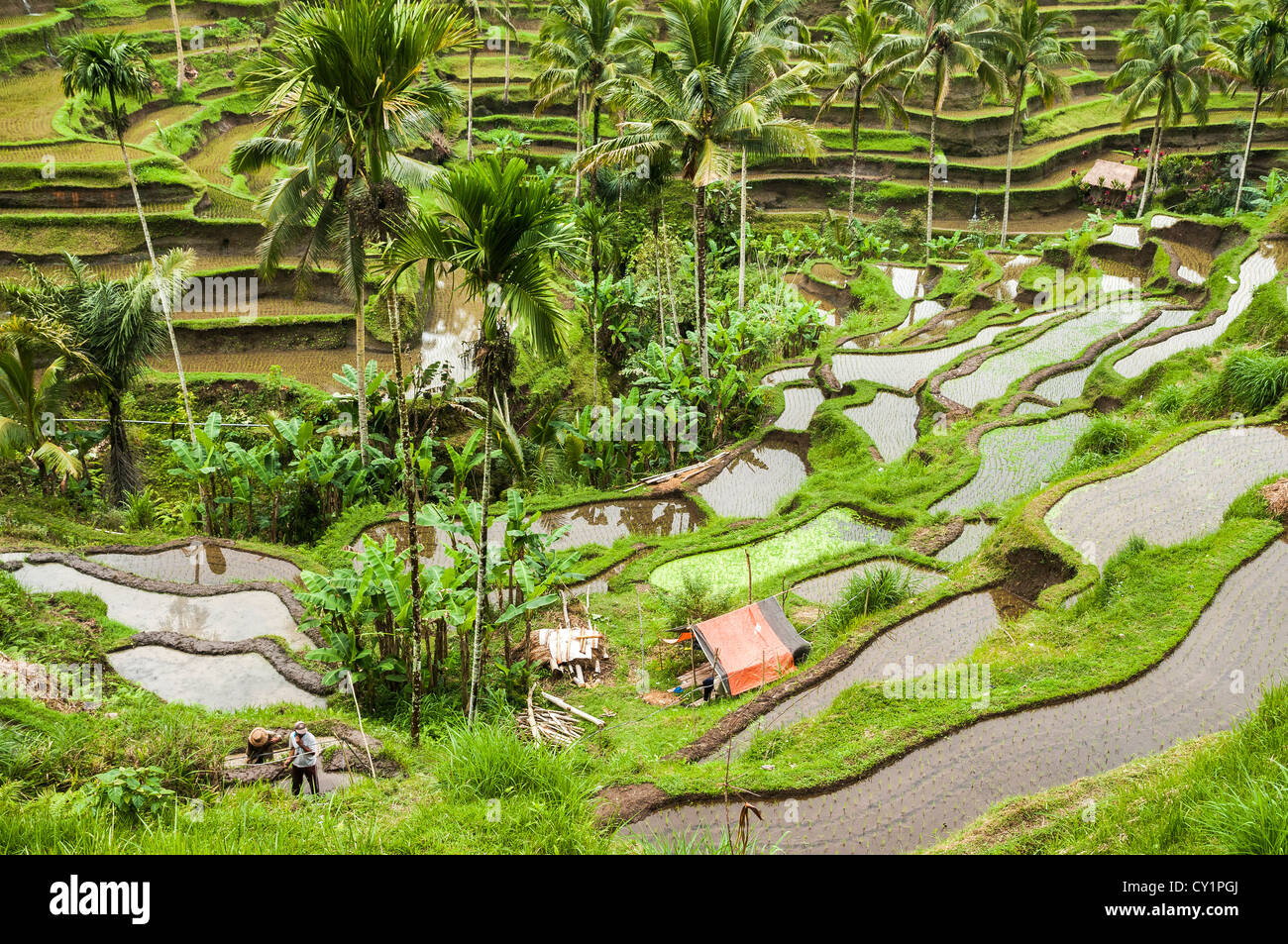 Tegalalang rice fields hi-res stock photography and images - Alamy