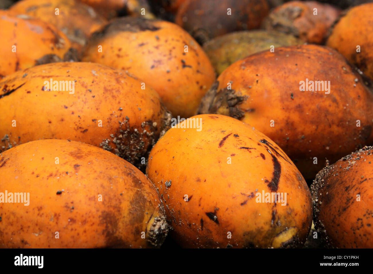 Areca catechu hi-res stock photography and images - Alamy