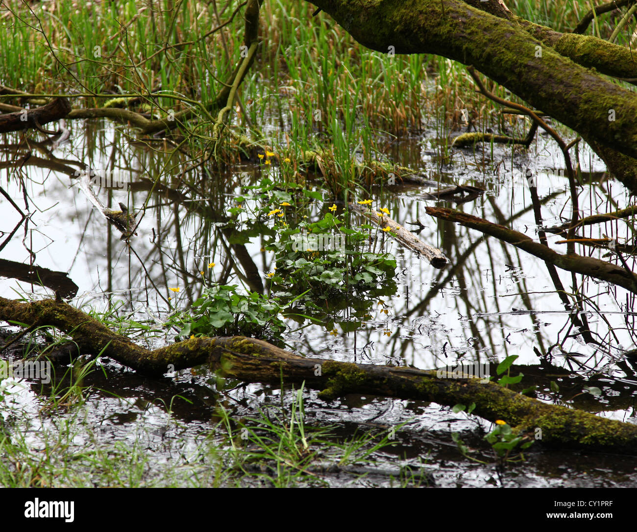 The yellow flowers of Marsh Marigolds (Caltha palustris) at Jackson's ...