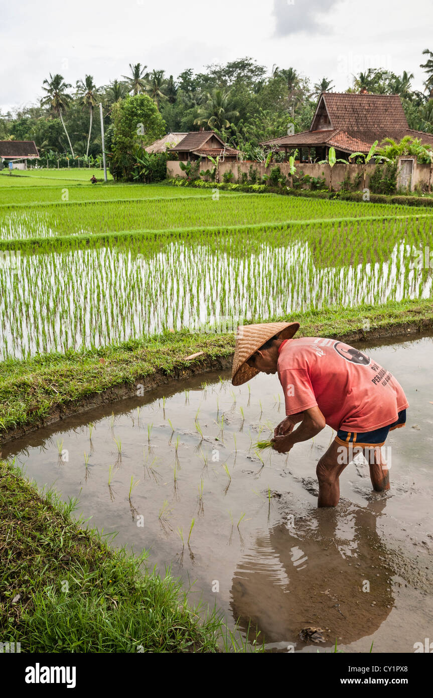 Bali rice fields person hi-res stock photography and images - Alamy