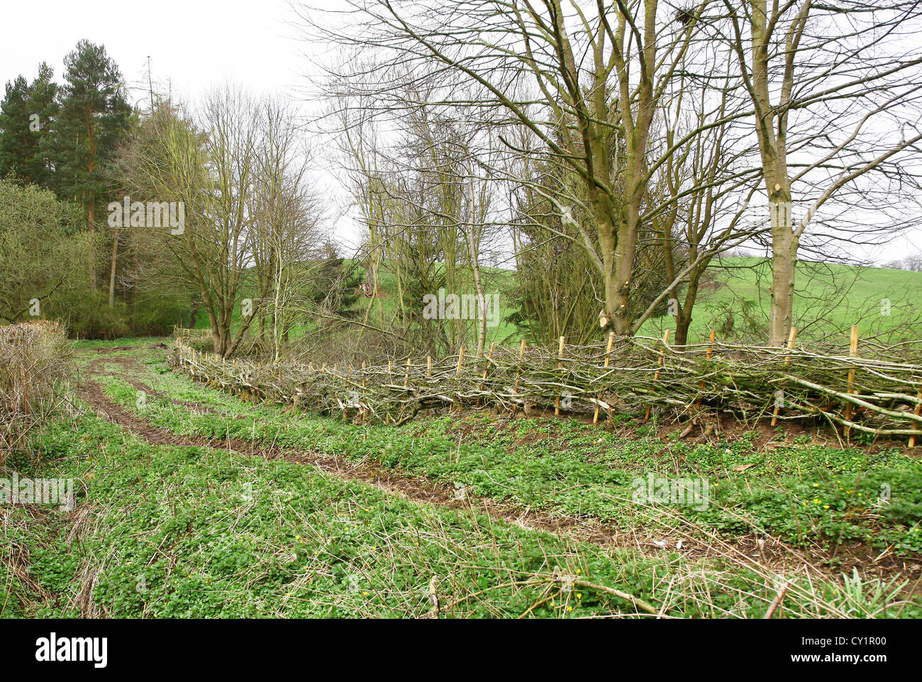 Conservation of hedges hi-res stock photography and images - Alamy