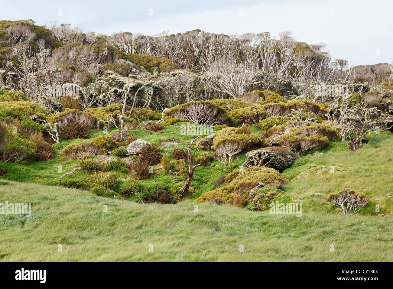 Landscape of Auckland Island, subantartic, New Zealand Stock Photo - Alamy