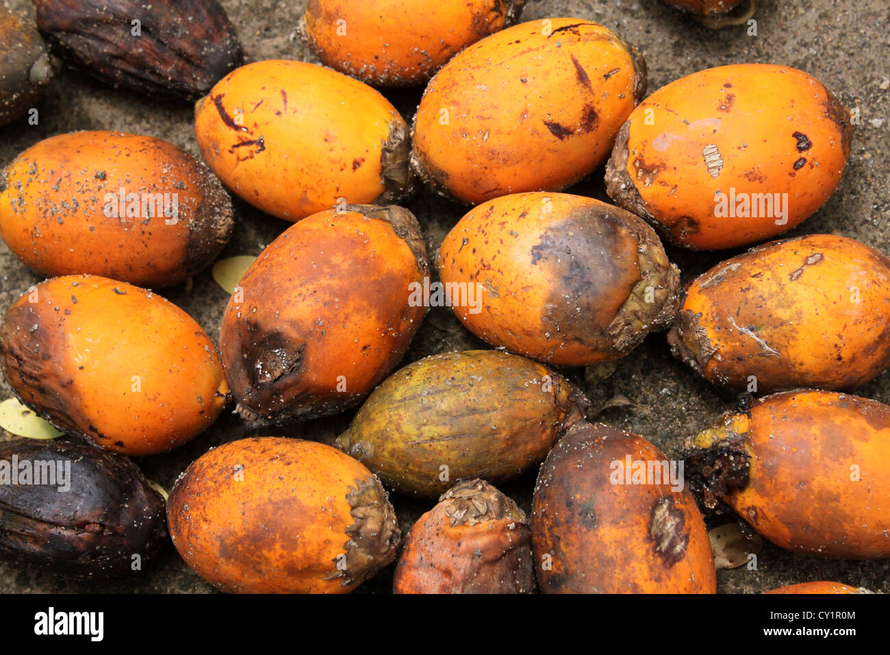 Ripe areca nuts Stock Photo - Alamy