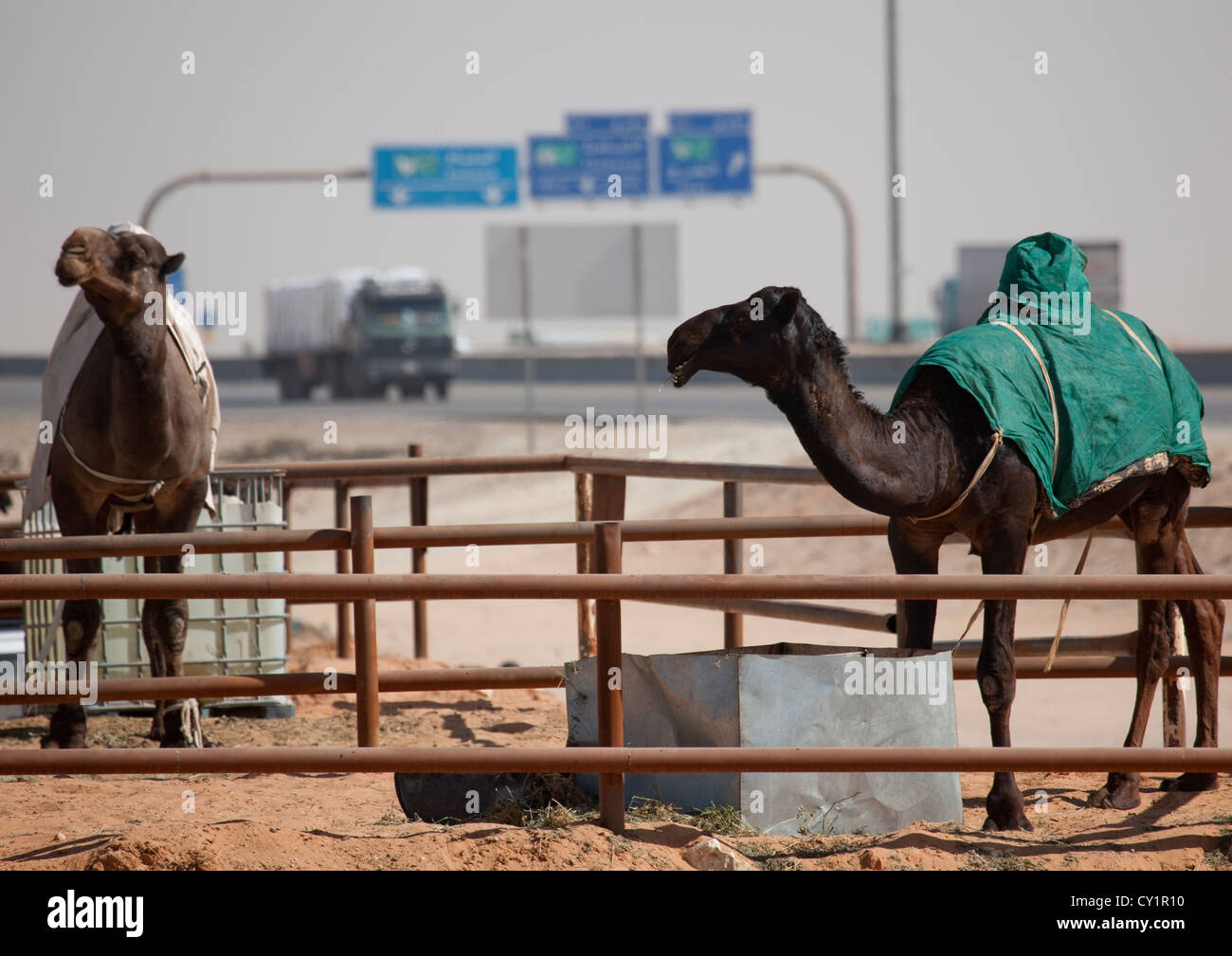 Arabian Camel Saudi Arabia High Resolution Stock Photography and Images ...