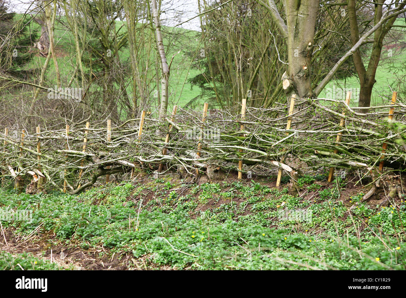 A newly layered hedge, conservation hedgerow management in the English ...