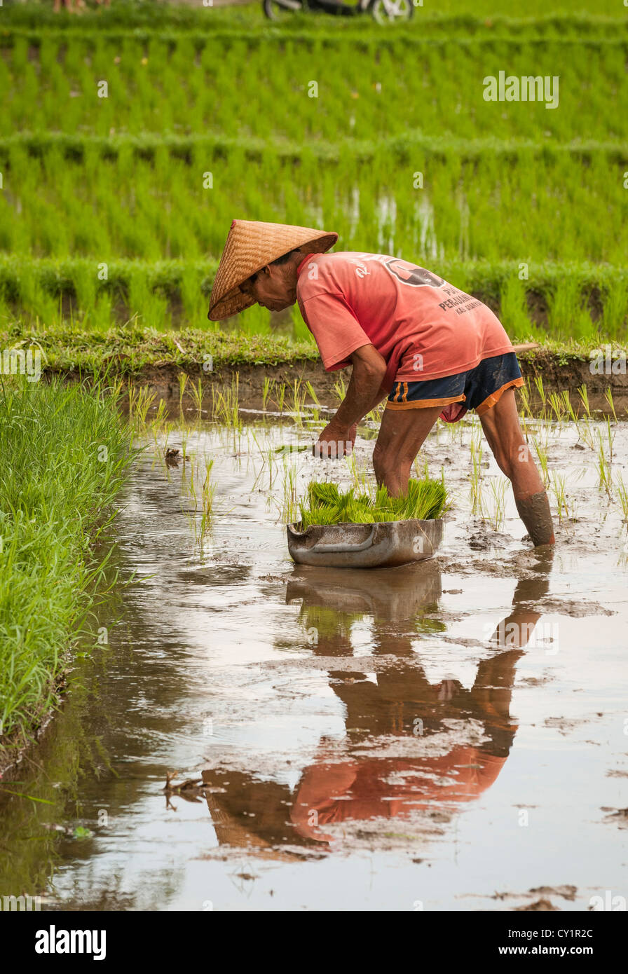 Farmer planting rice in the rice fields surrounding Ubud, central Bali ...