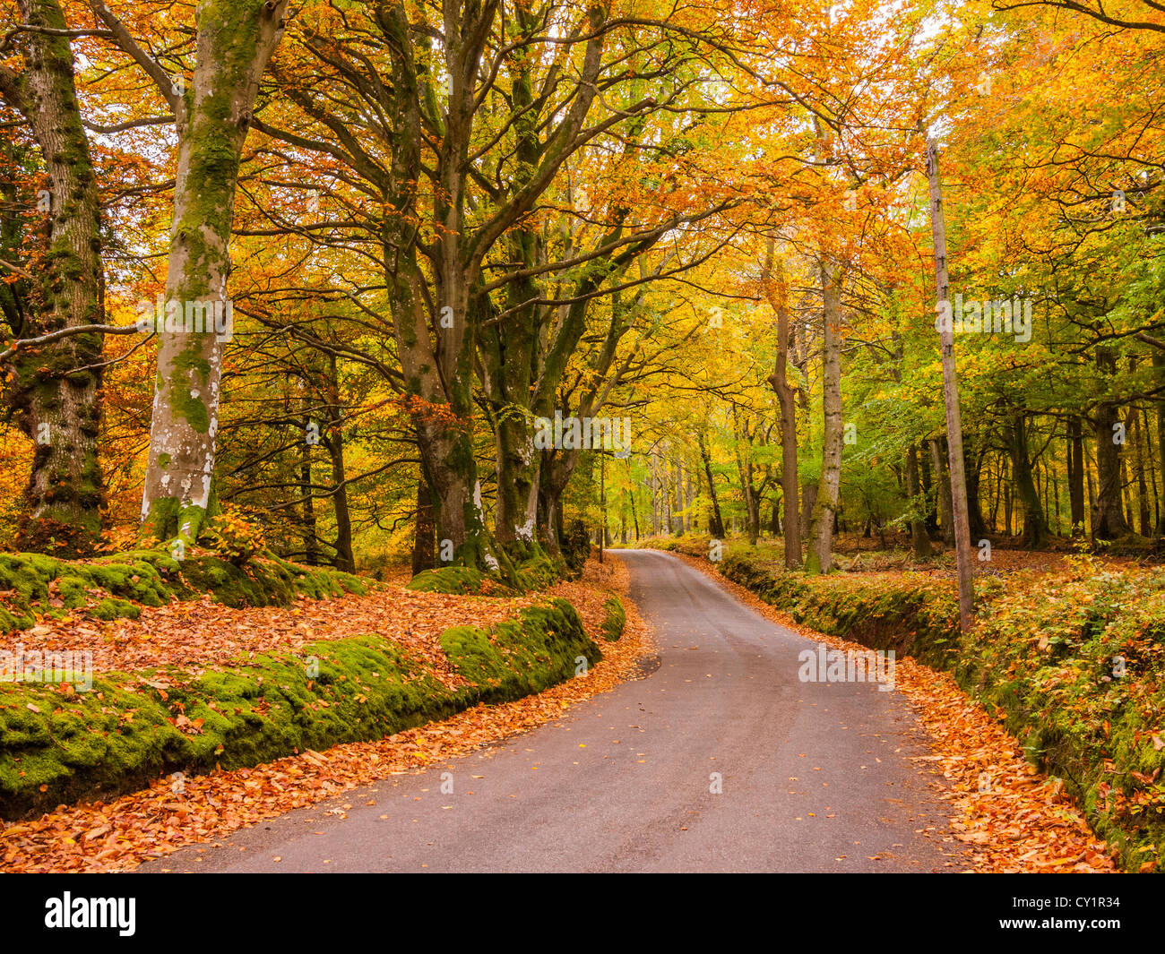 Country lane through autumn woodland at Horner Hill, Exmoor National ...