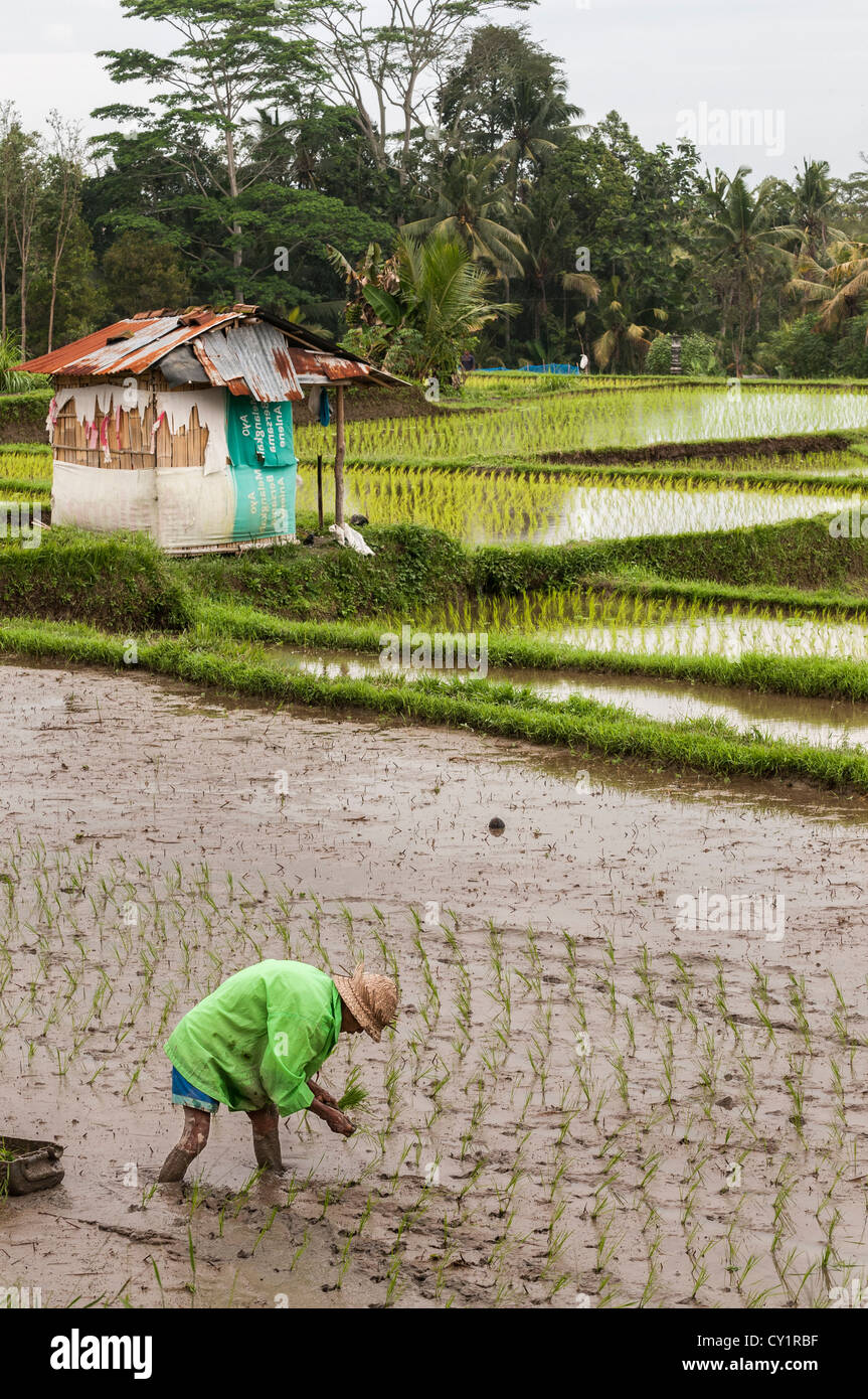 Planting Rice Ubud Bali High Resolution Stock Photography and Images ...