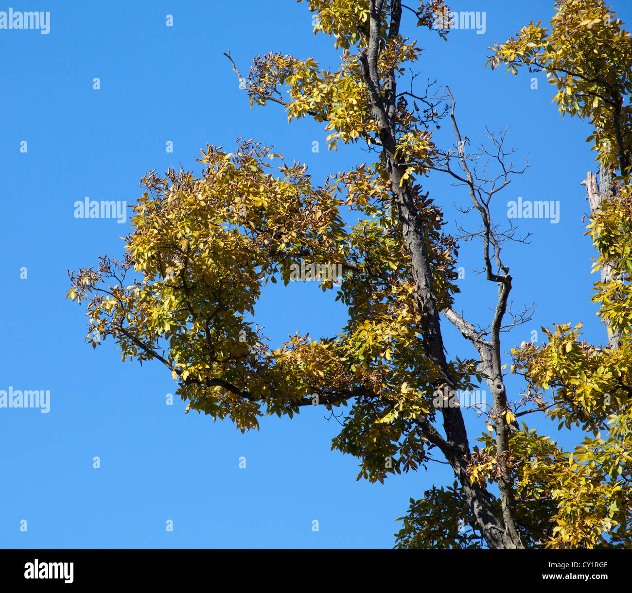 A circle of autumn leaves formed in a tree Stock Photo - Alamy