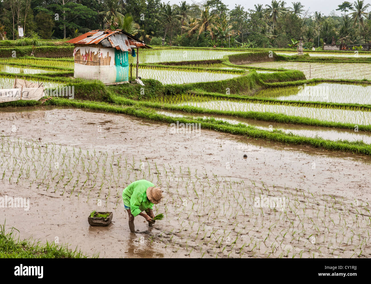 Farmer planting rice in the rice fields surrounding Ubud, central Bali ...