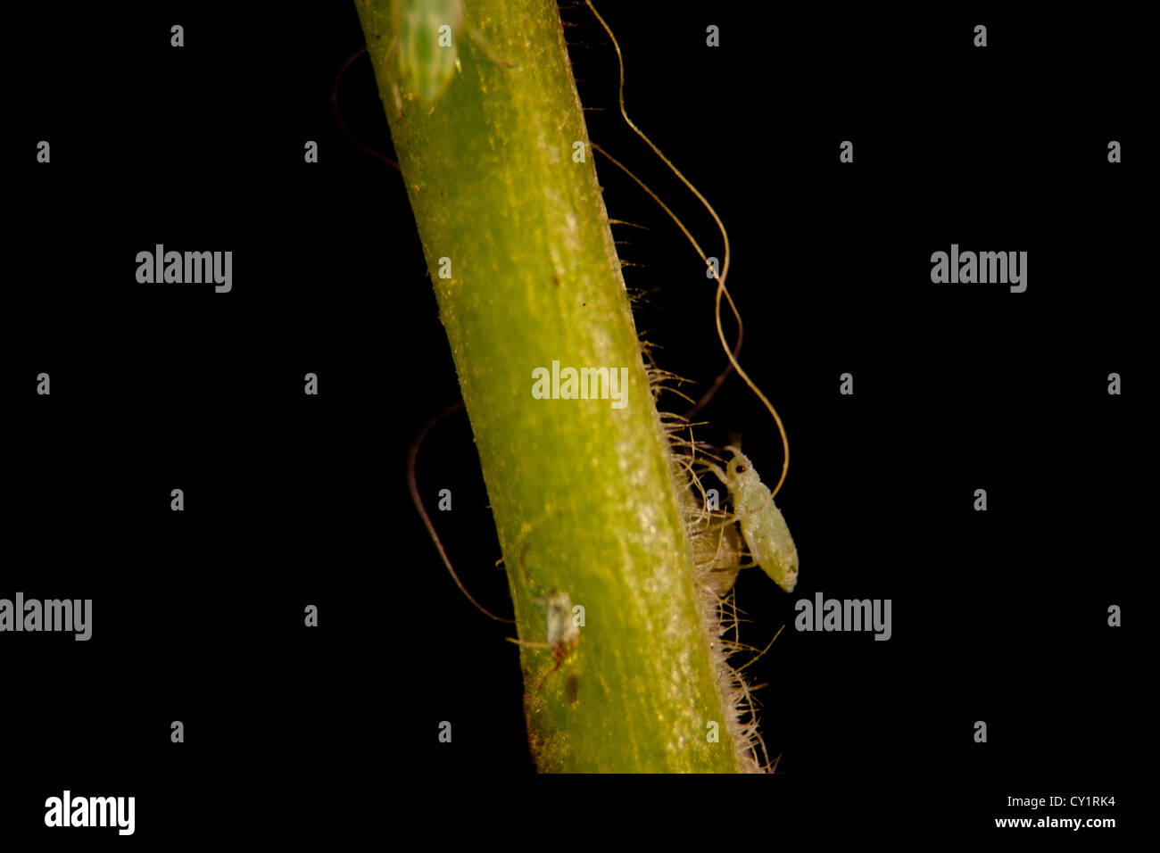 Aphids hi-res stock photography and images - Alamy