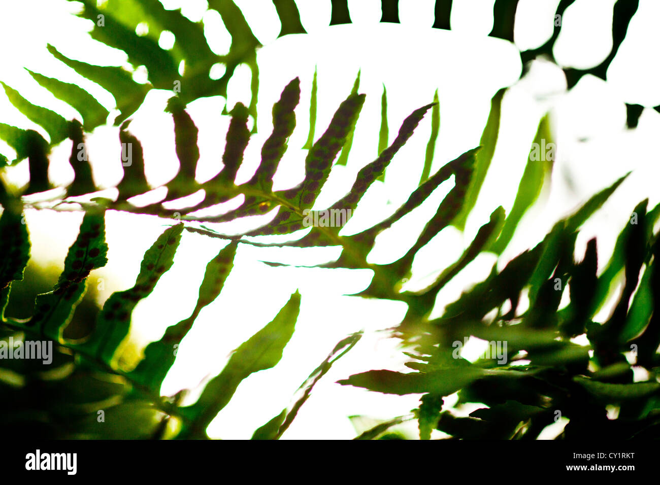 Fronds with hi-res stock photography and images - Alamy