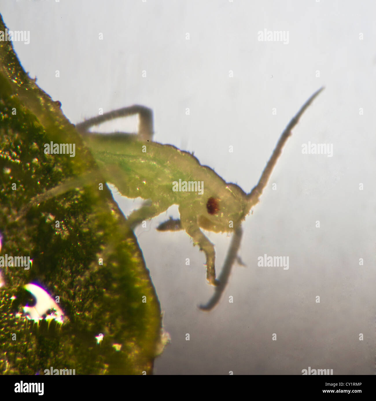 Aphids hi-res stock photography and images - Alamy