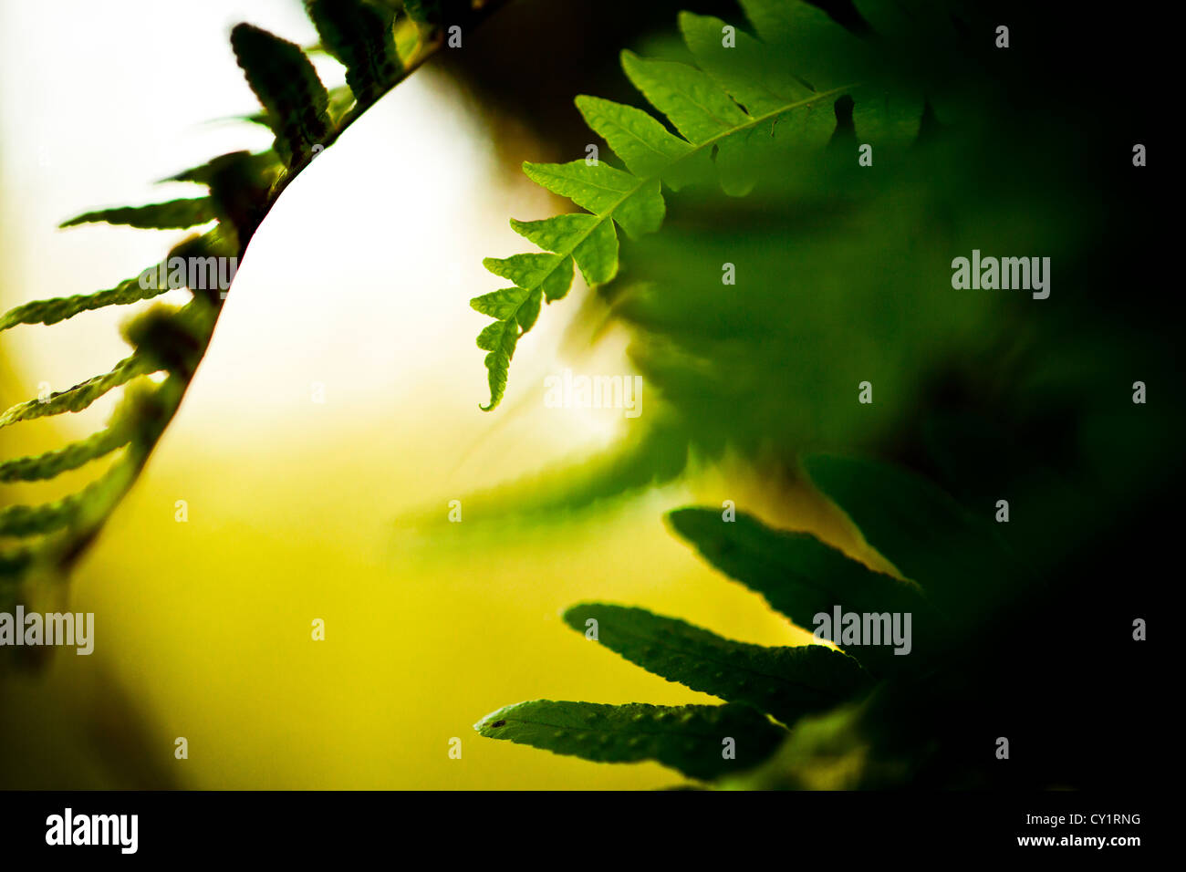 Lady's Buckler Fern fronds Stock Photo - Alamy