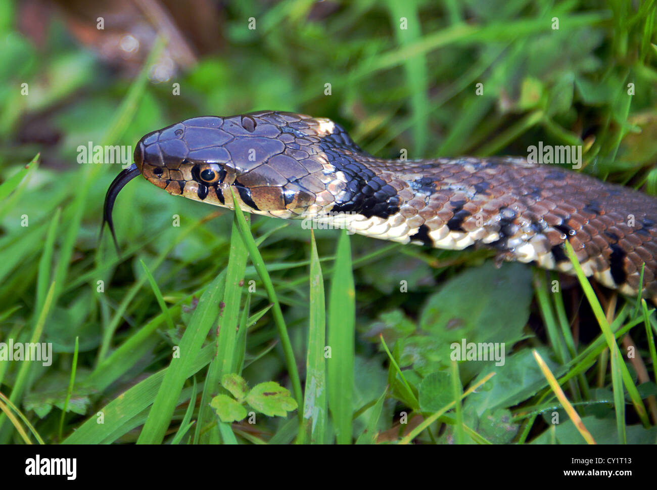 Habitat grass snake hi-res stock photography and images - Alamy