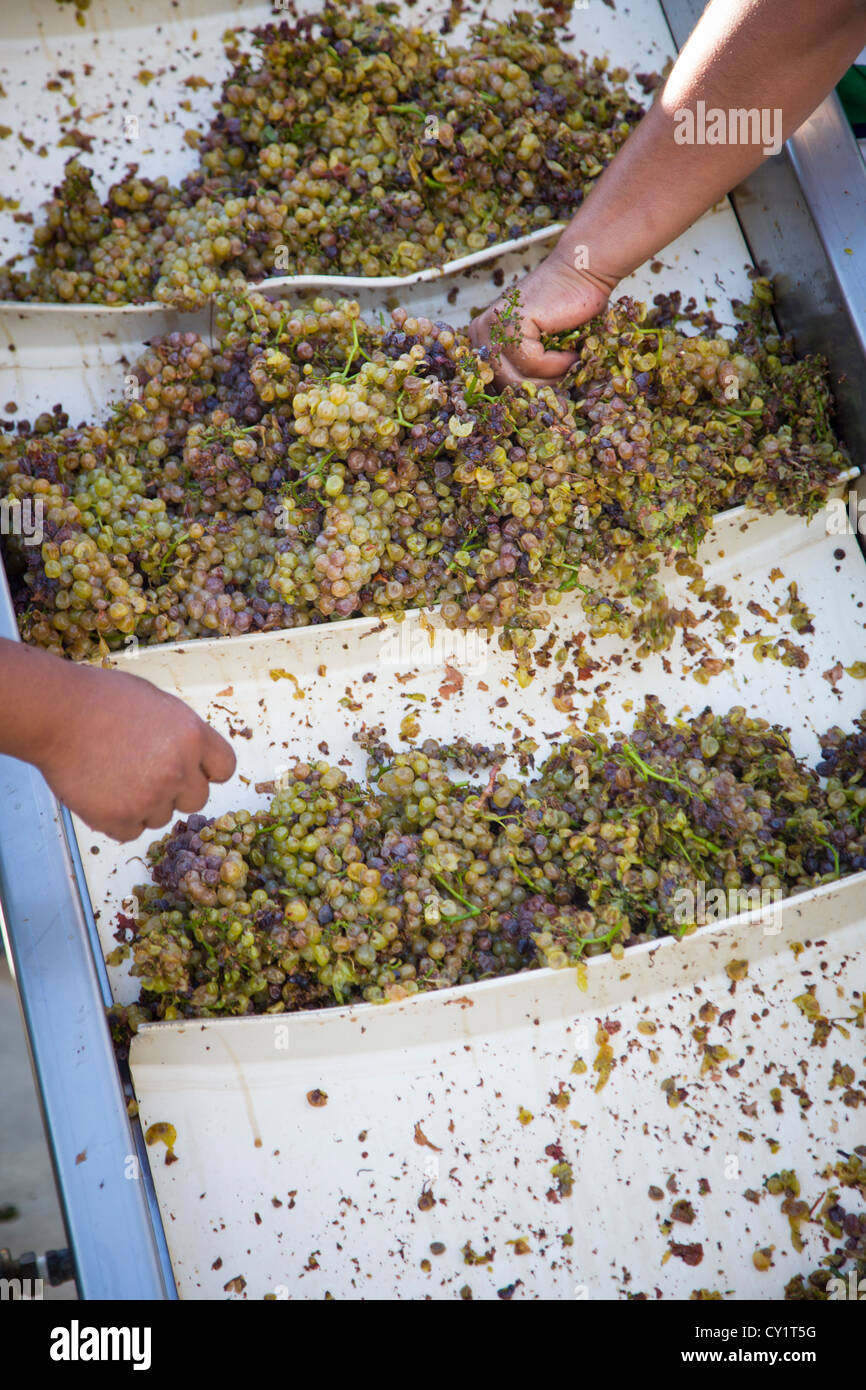 Male Workers Processing White Wine Grapes at a Vineyard Stock Photo - Alamy